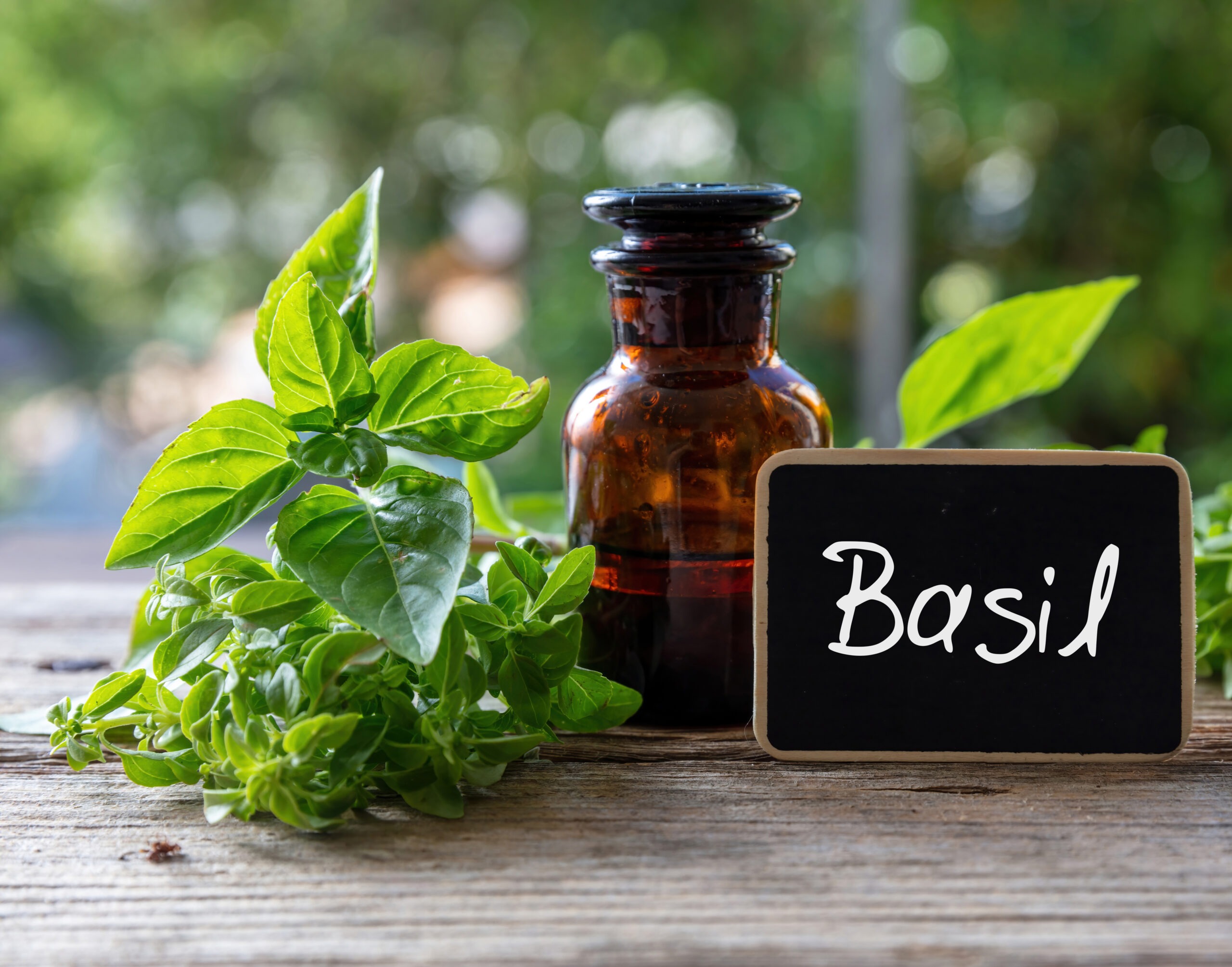 Medicinal Uses of Basil - OnlyBasil