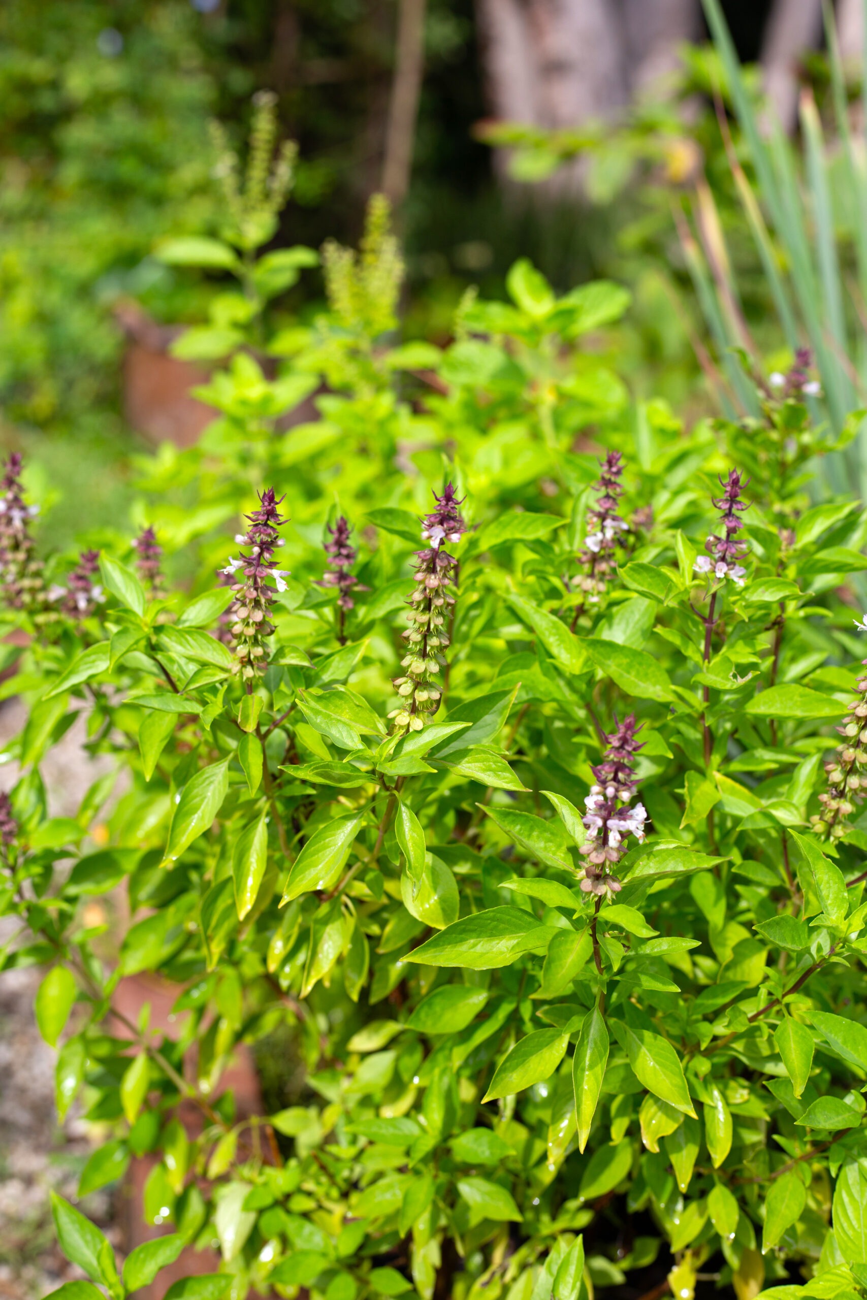 Varieties of basil - OnlyBasil