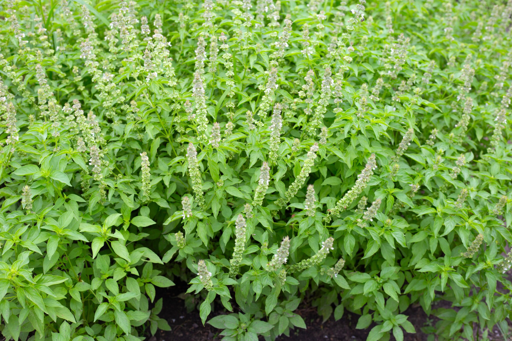 Varieties of basil - OnlyBasil