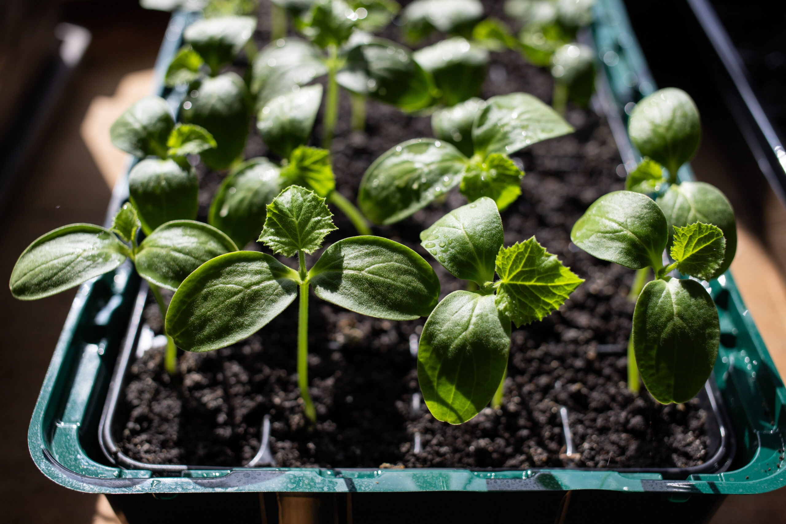 How to Grow Basil from Seed - OnlyBasil